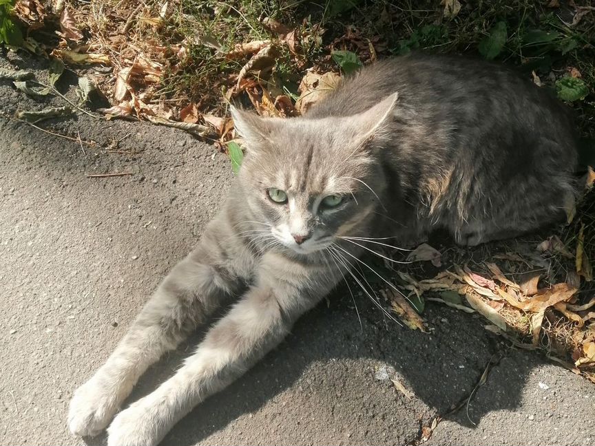 Кот в добрые руки