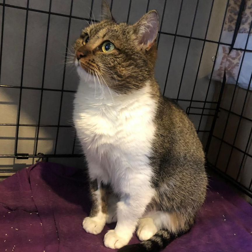 Кошка бесплатно