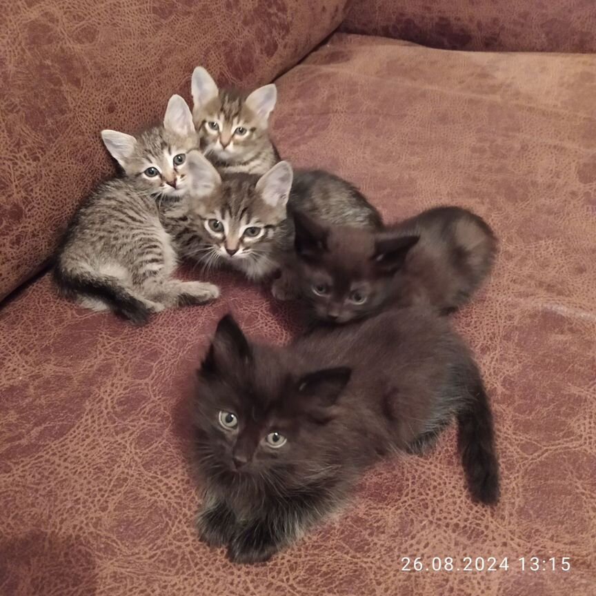 Котята в добрые руки