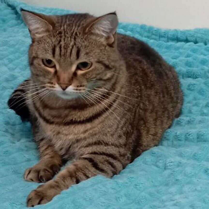 Взрослая кошка в добрые руки