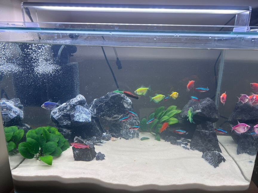 Аквариум с рыбками