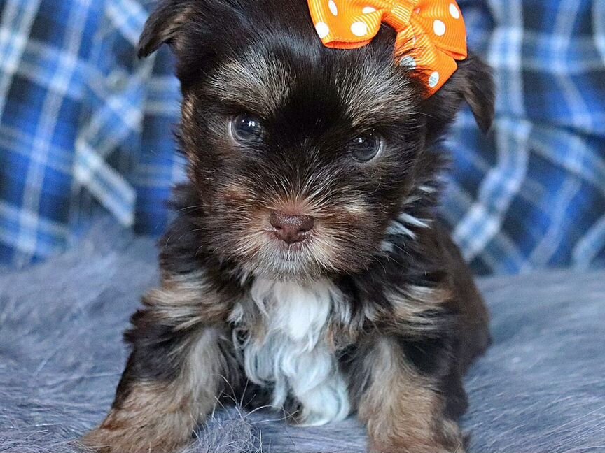 Русская салонная (кобель)