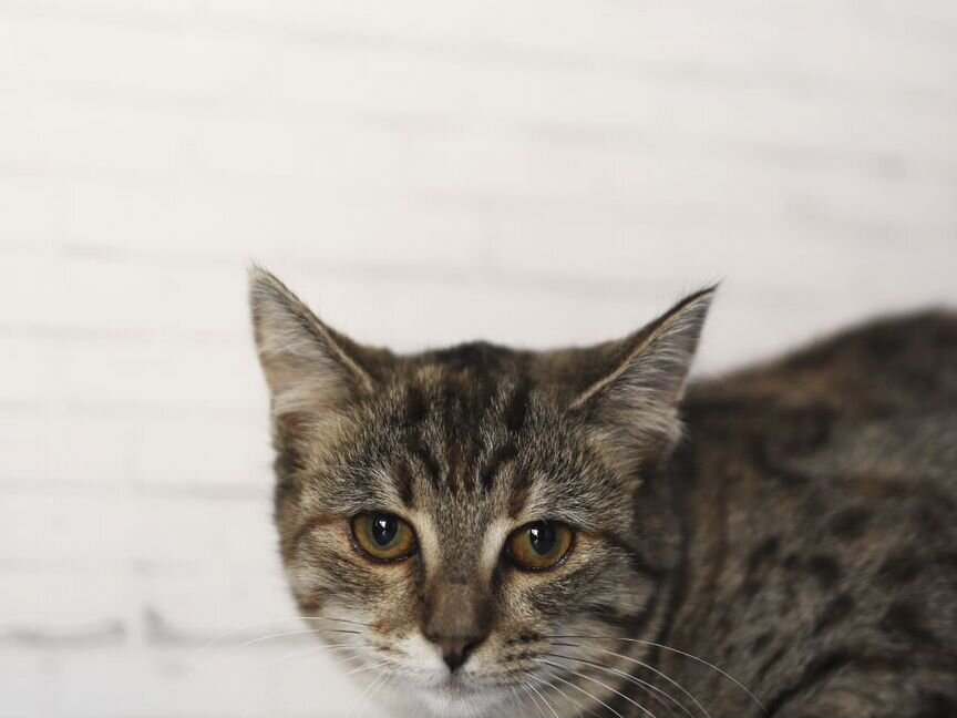 Кошка в добрые руки