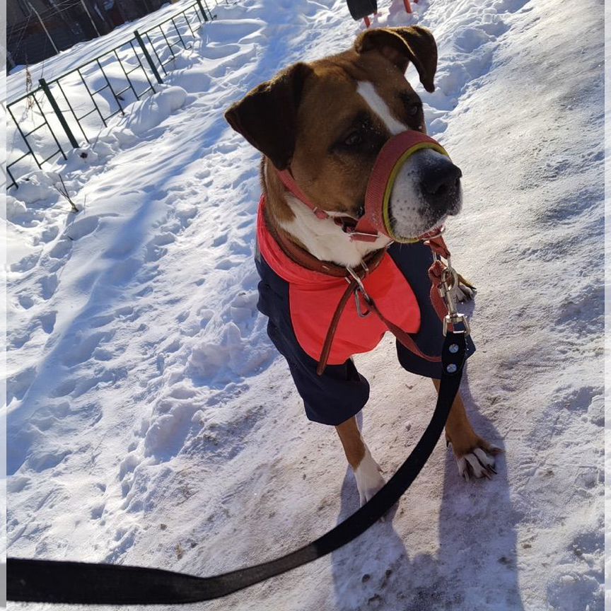 Американский стаффордширский терьер, взрослая собака