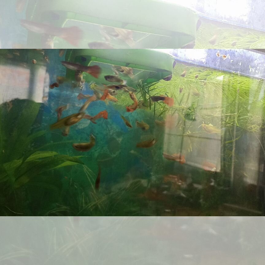 Рыбы аквариумные гуппи