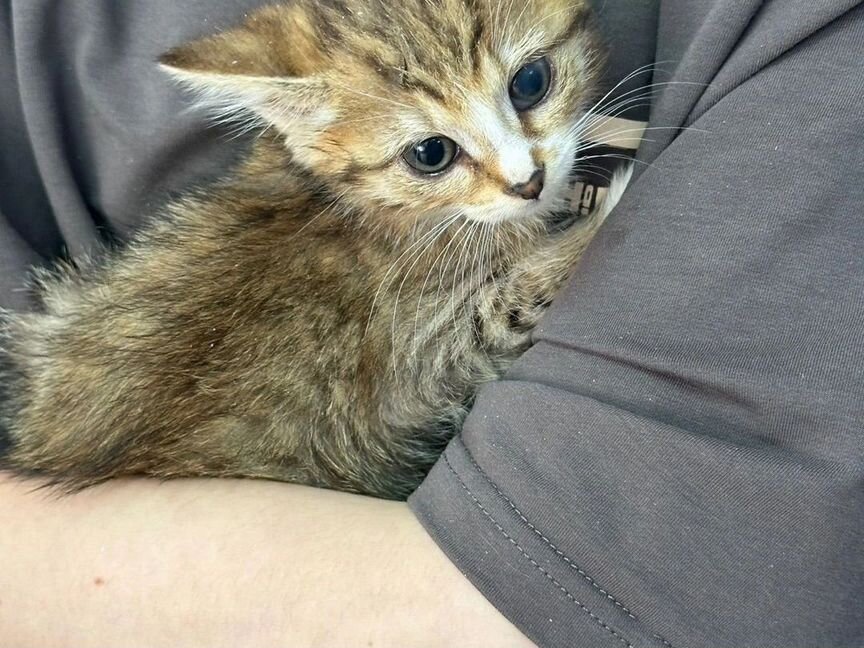 Котенок в добрые руки