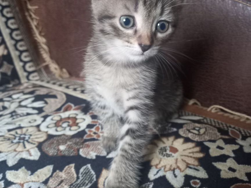 2 кошечки, 1.5 месяца
