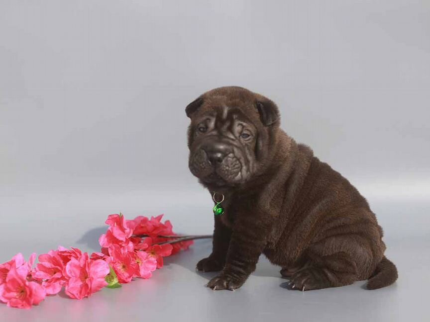 Шарпей шикарный мальчик