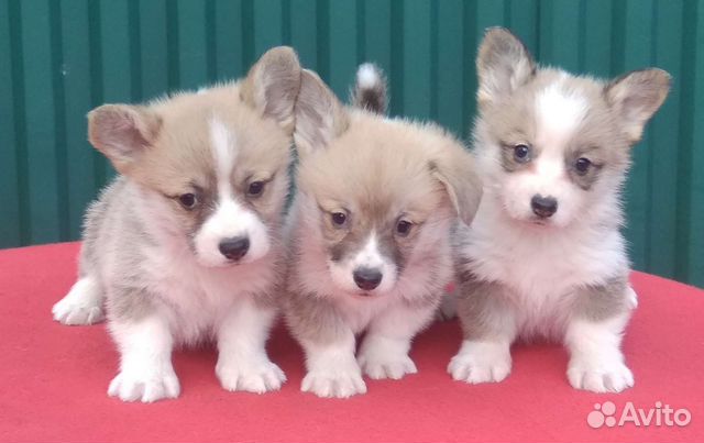 Корги - веселые малыши