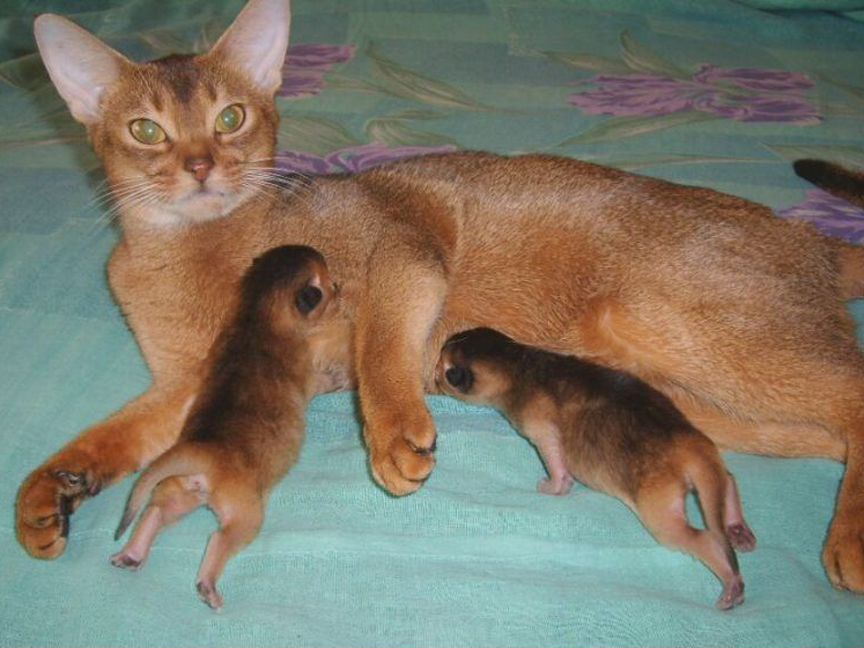 Абиссинская порода