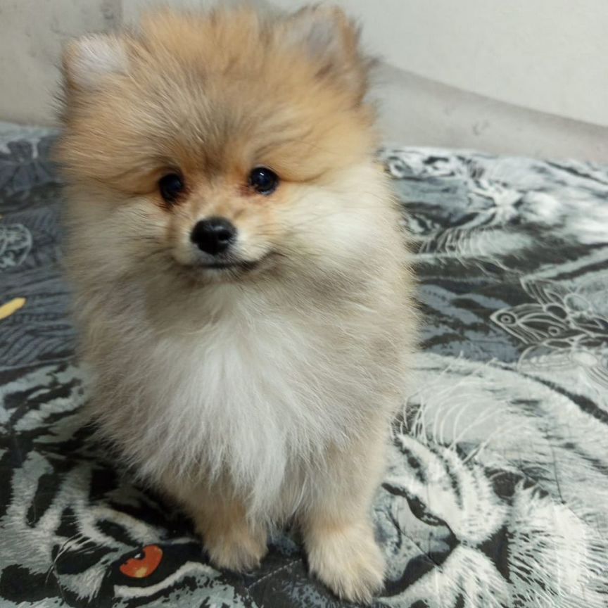 Немецкий шпиц