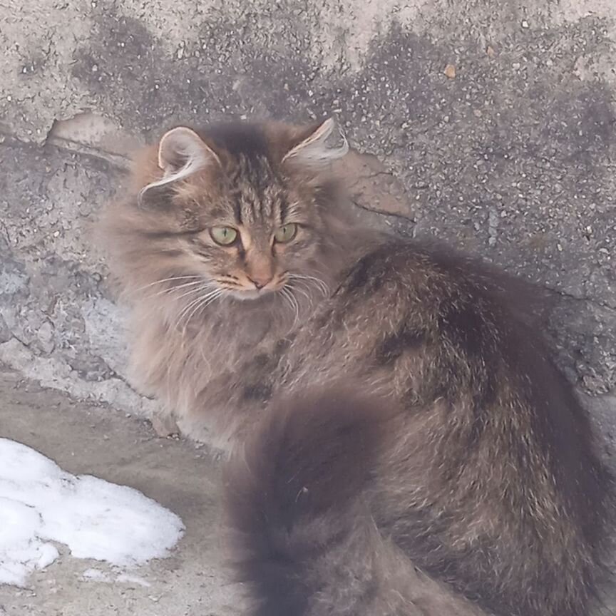 В добрые руки