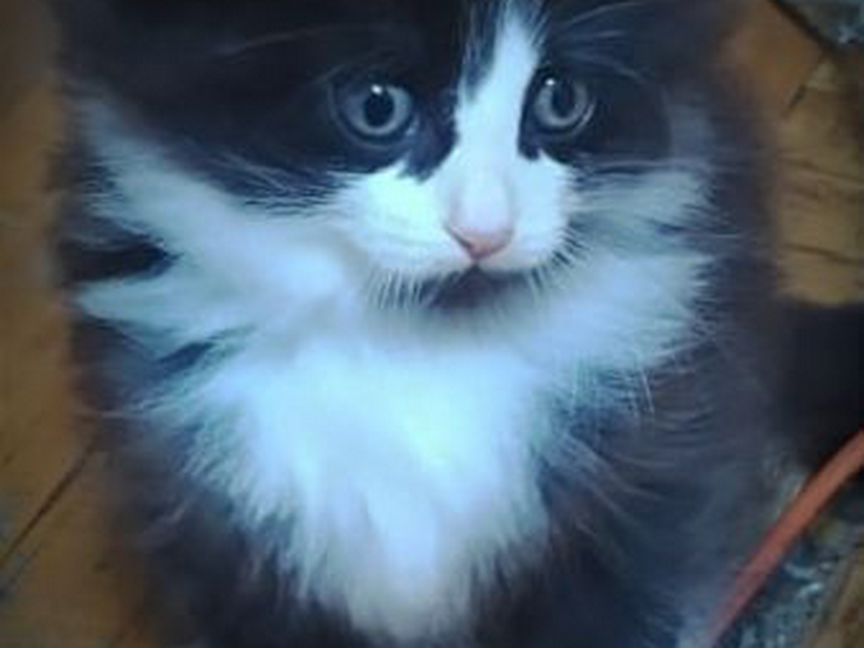 Сибирский котенок мальчик