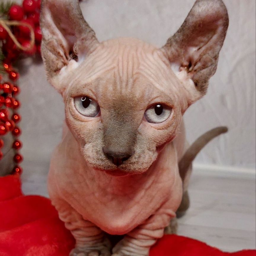 Эльф котёнок