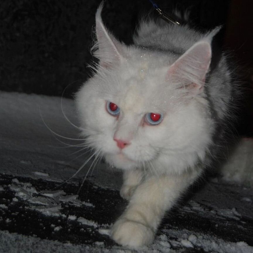 Кот мейн-кун