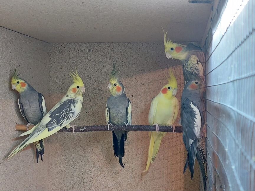 Кореллы