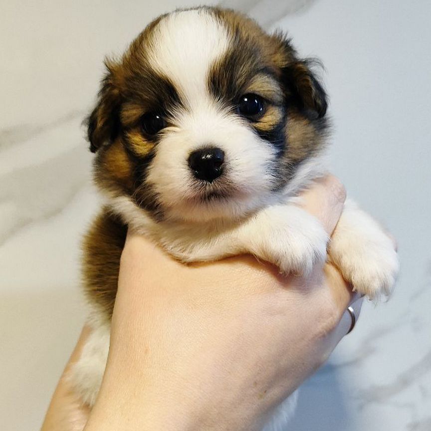 Щенки шпица