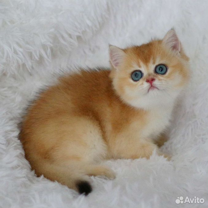 Золотые котята мальчики и девочки ny12, ny11