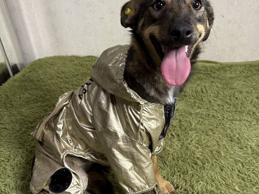 Собака в добрые руки