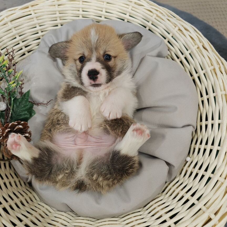 Вельш-корги пемброк