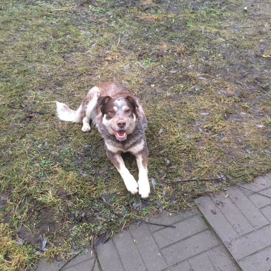 Австралийский хилер