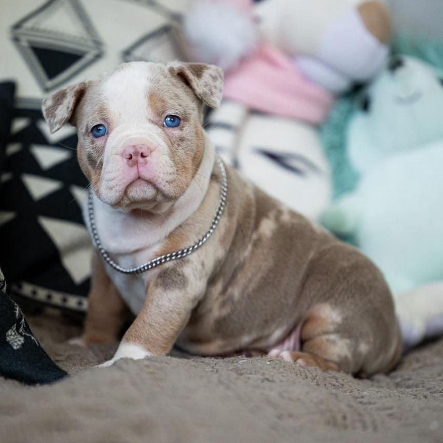 Щенки Булли Американского