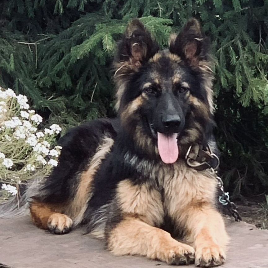 Немецкая овчарка, щенок