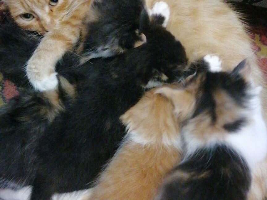Котята трех цветные - семейное счастье