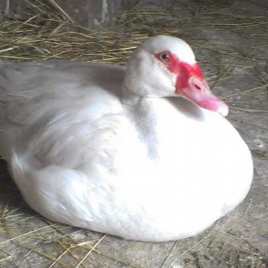 Белые Индоутки