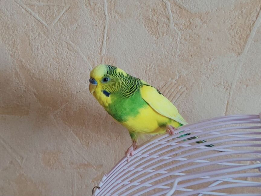 Волнистый попугай самец