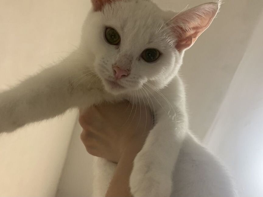 Анатолийская кошка