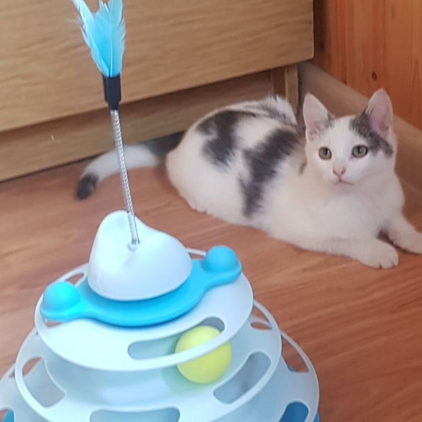 Белый котенок - мальчик