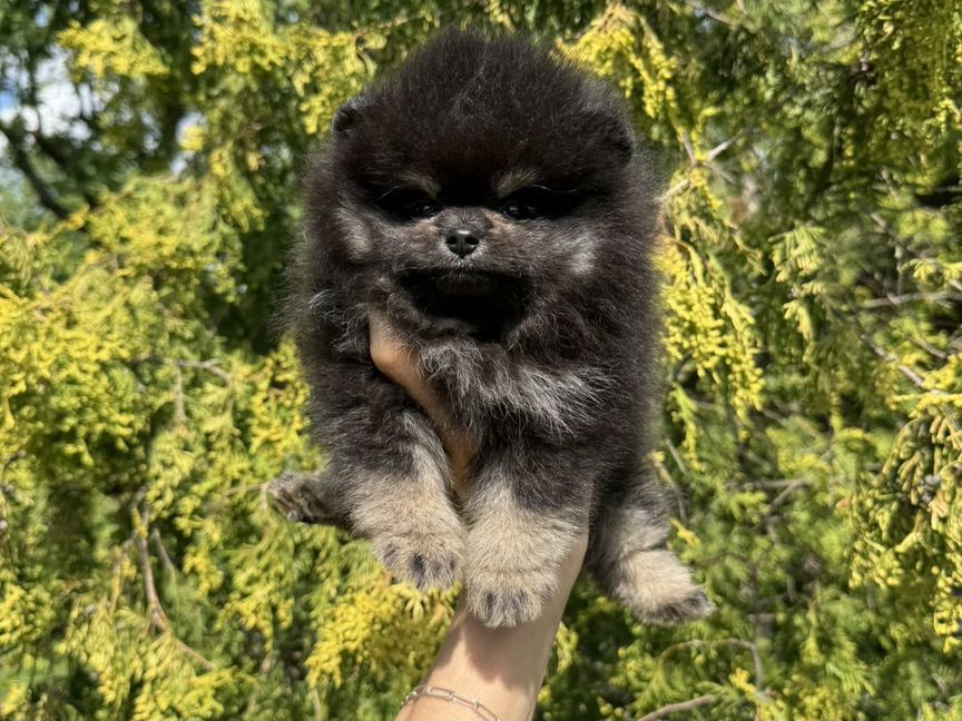 Мини девуля