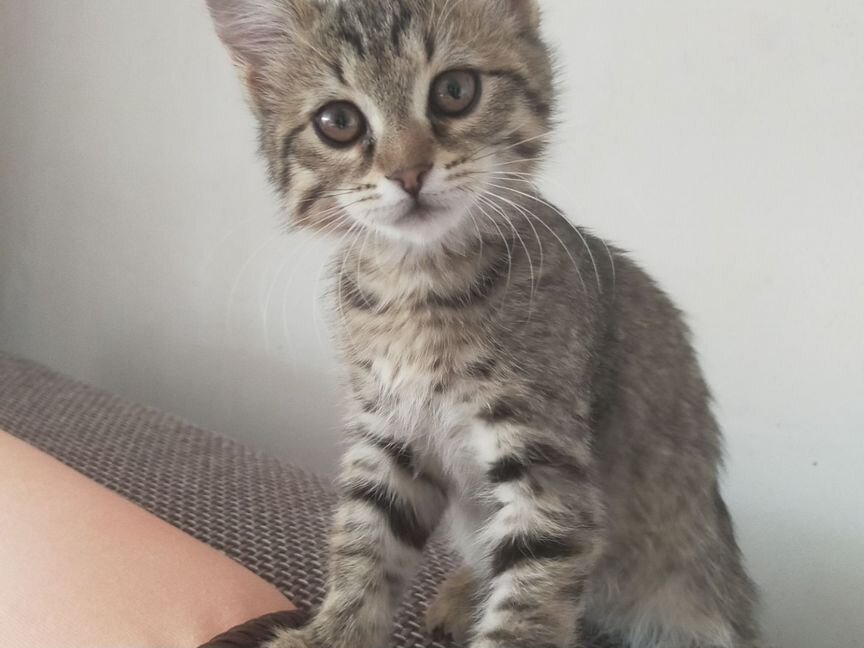 Кошка мальчик 2 месяца