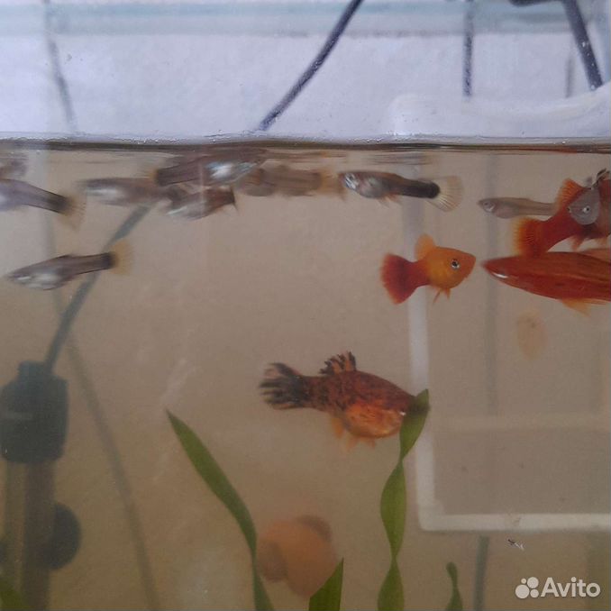 Рыбки гуппи подрощеные и другие