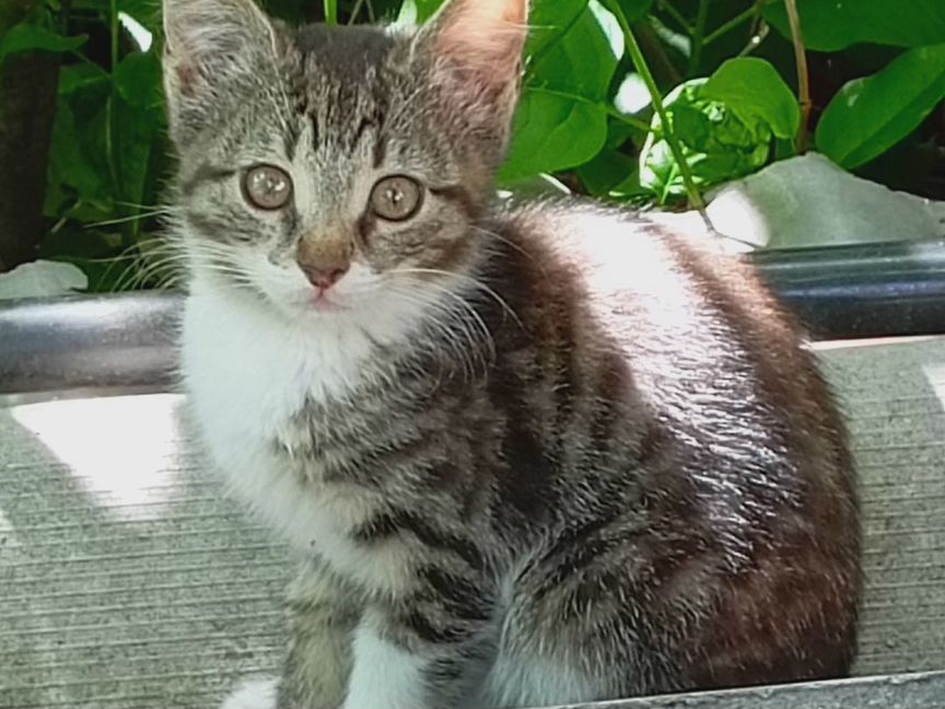 Котятам нужна передержка или дом