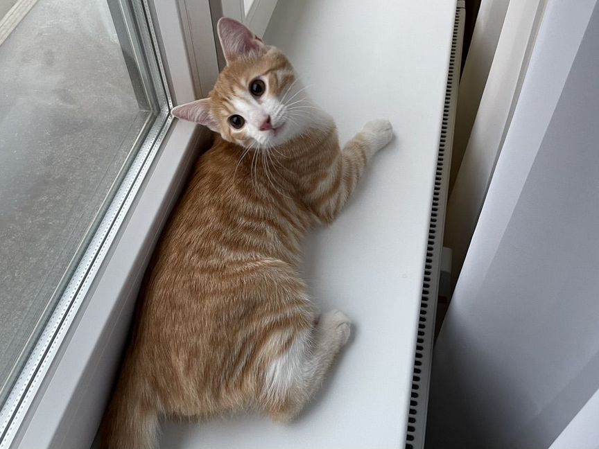 Отдам кота в хорошие руки