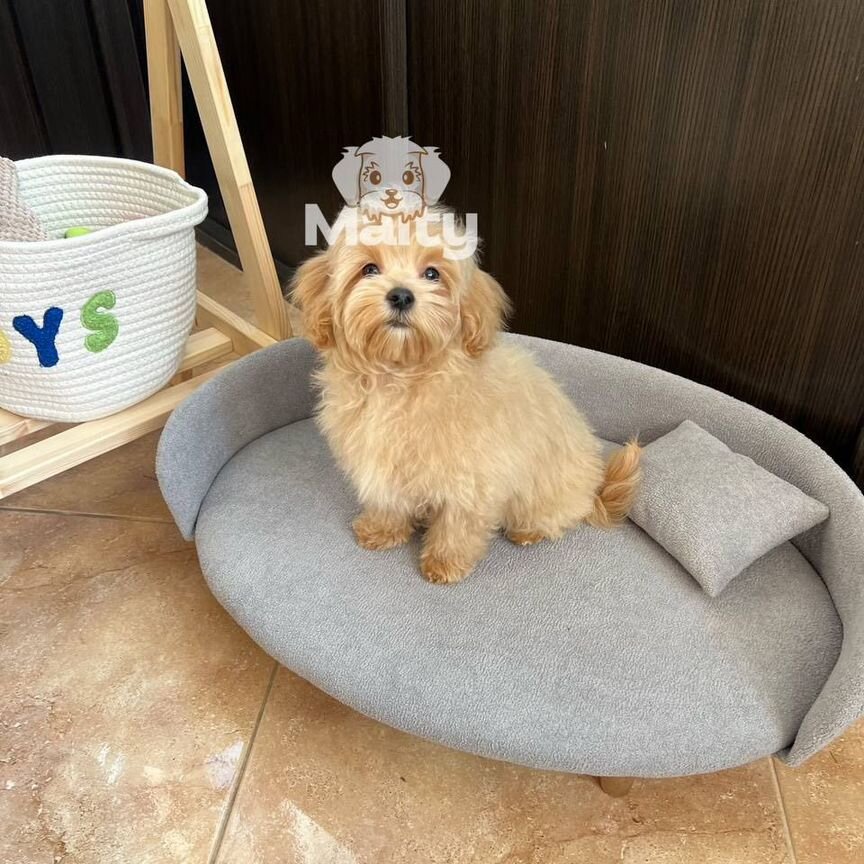 Мальтипу F1 мальчик