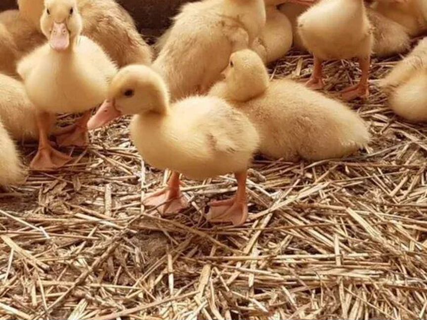 Суточные утята Черри Вели