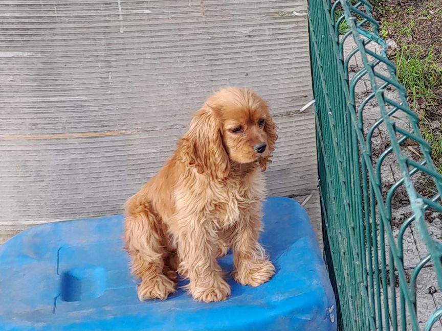 Кавалер кинг чарльз спаниель