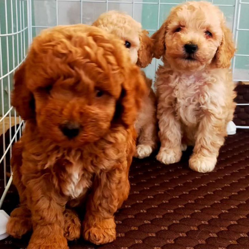 Той-пудель, щенок