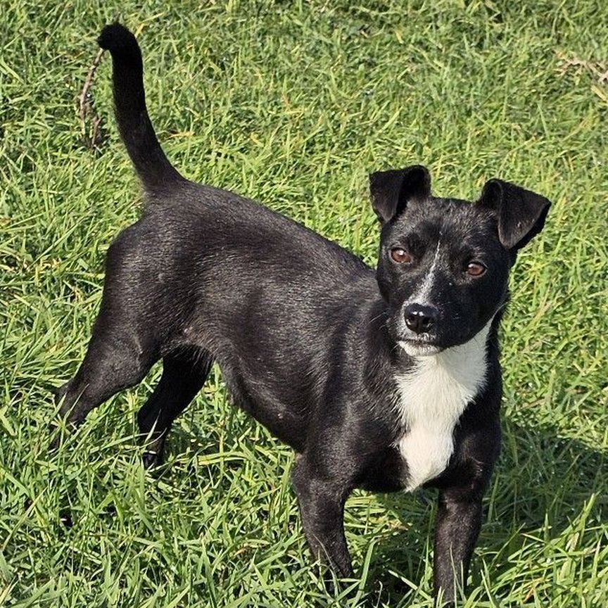 Взрослая собака в добрые руки