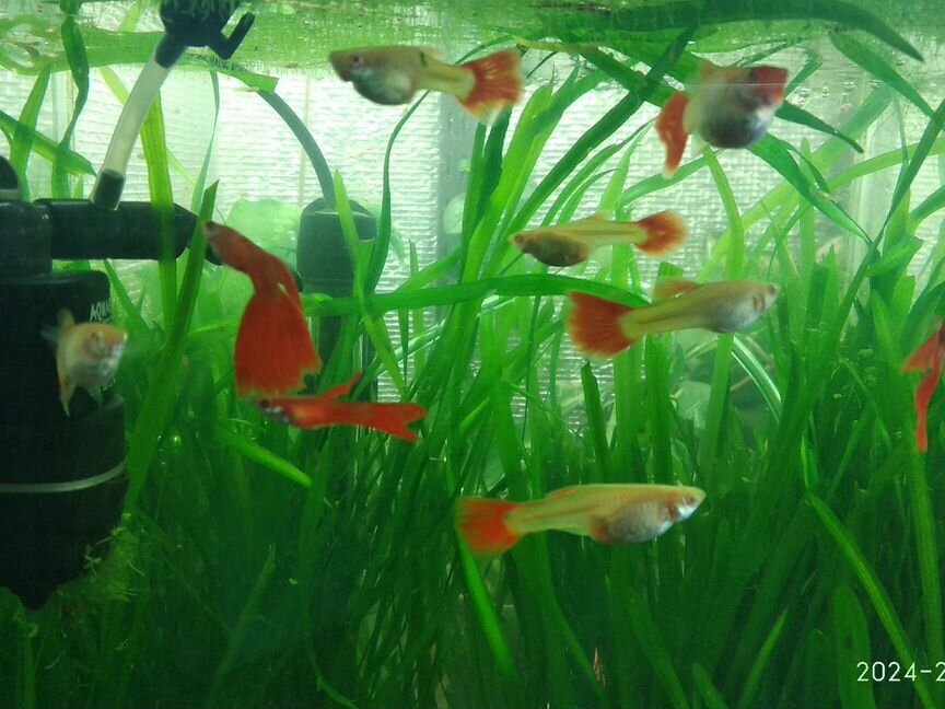 Рыба, гуппи