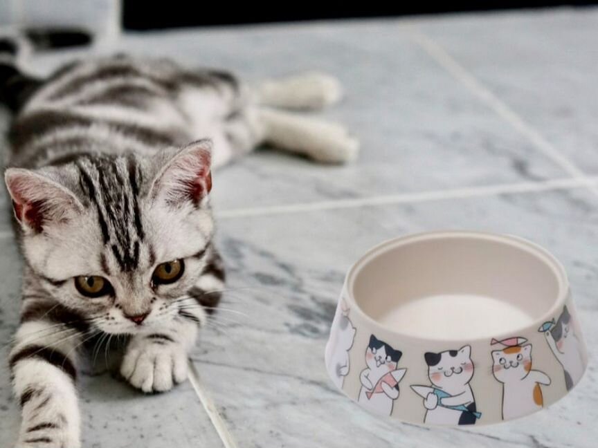 Миска для кошек
