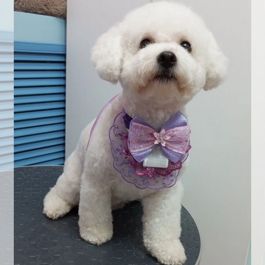 Жабо для домашних питомцев