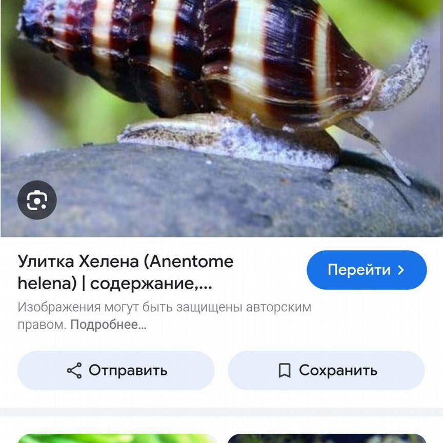 Улитка хелена