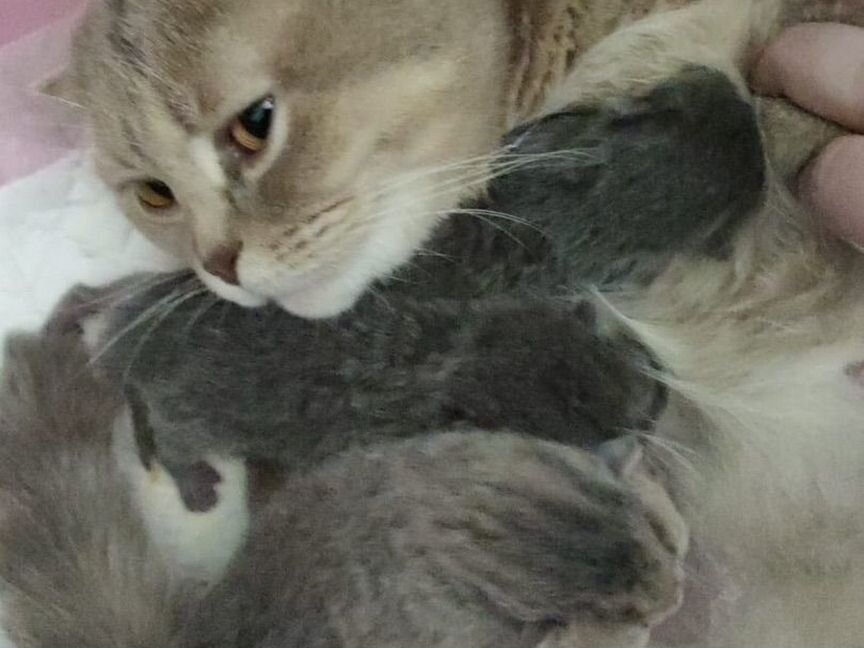 Шотландские котята