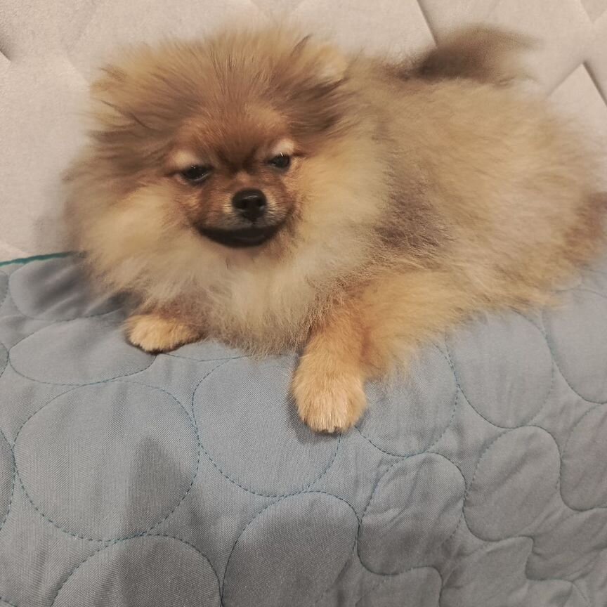 Мальчик 4мес