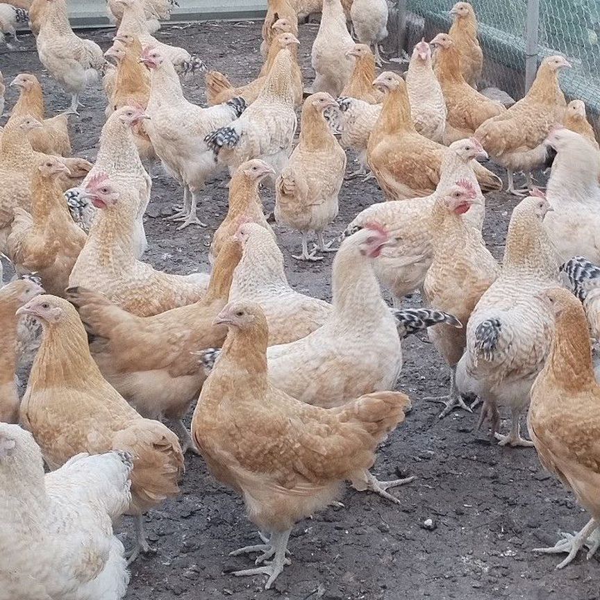 Курочки молодки