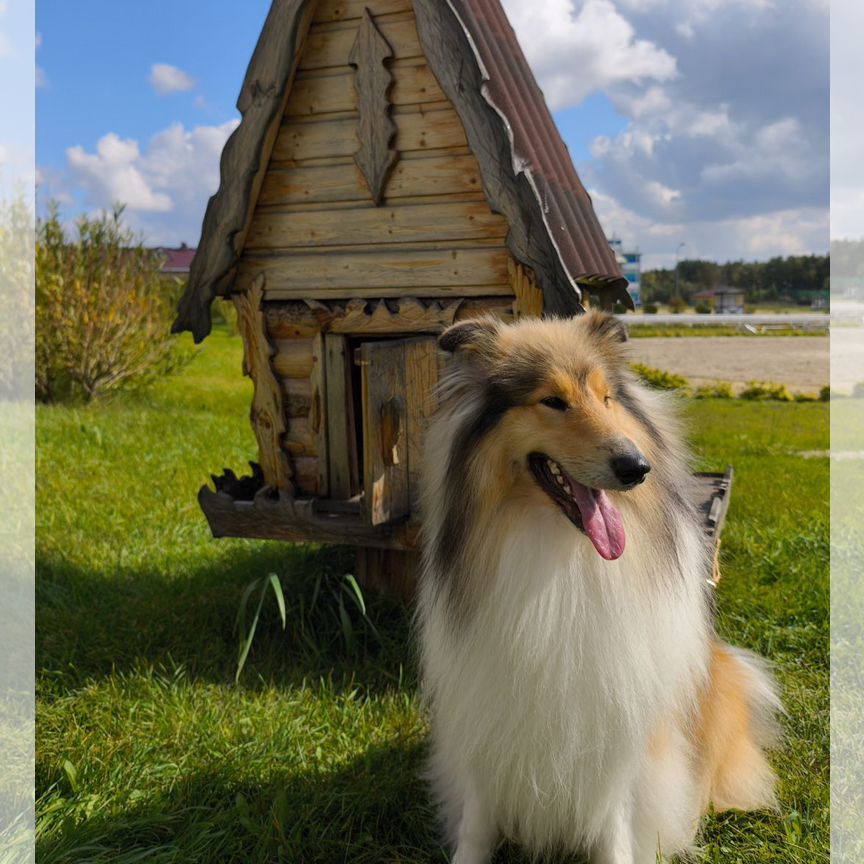 Колли, взрослый пёс